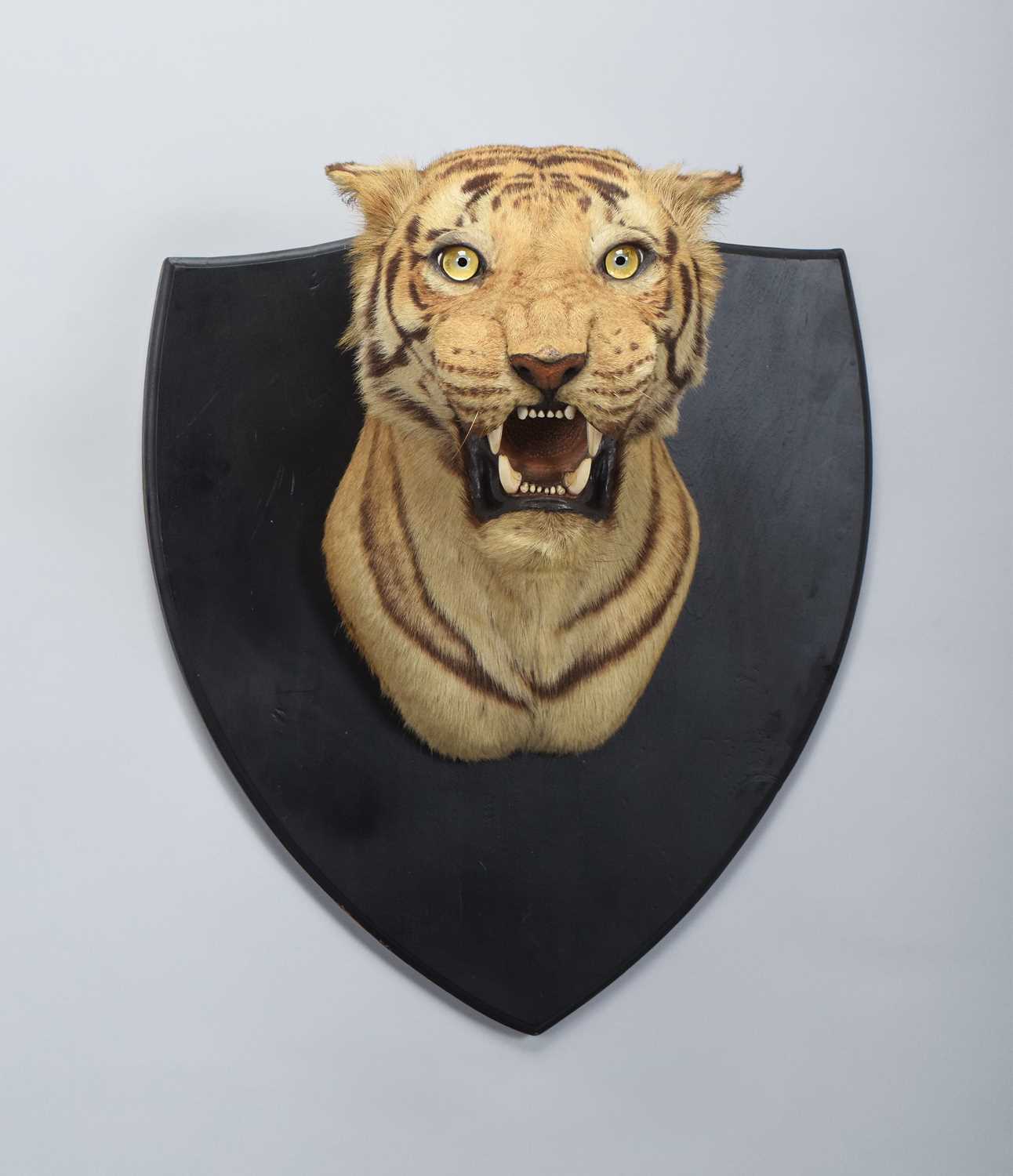 Taxidermy: Bengal Tiger (Panthera tigris tigris), dated April 29th 1936, by Van Ingen & Van Ingen