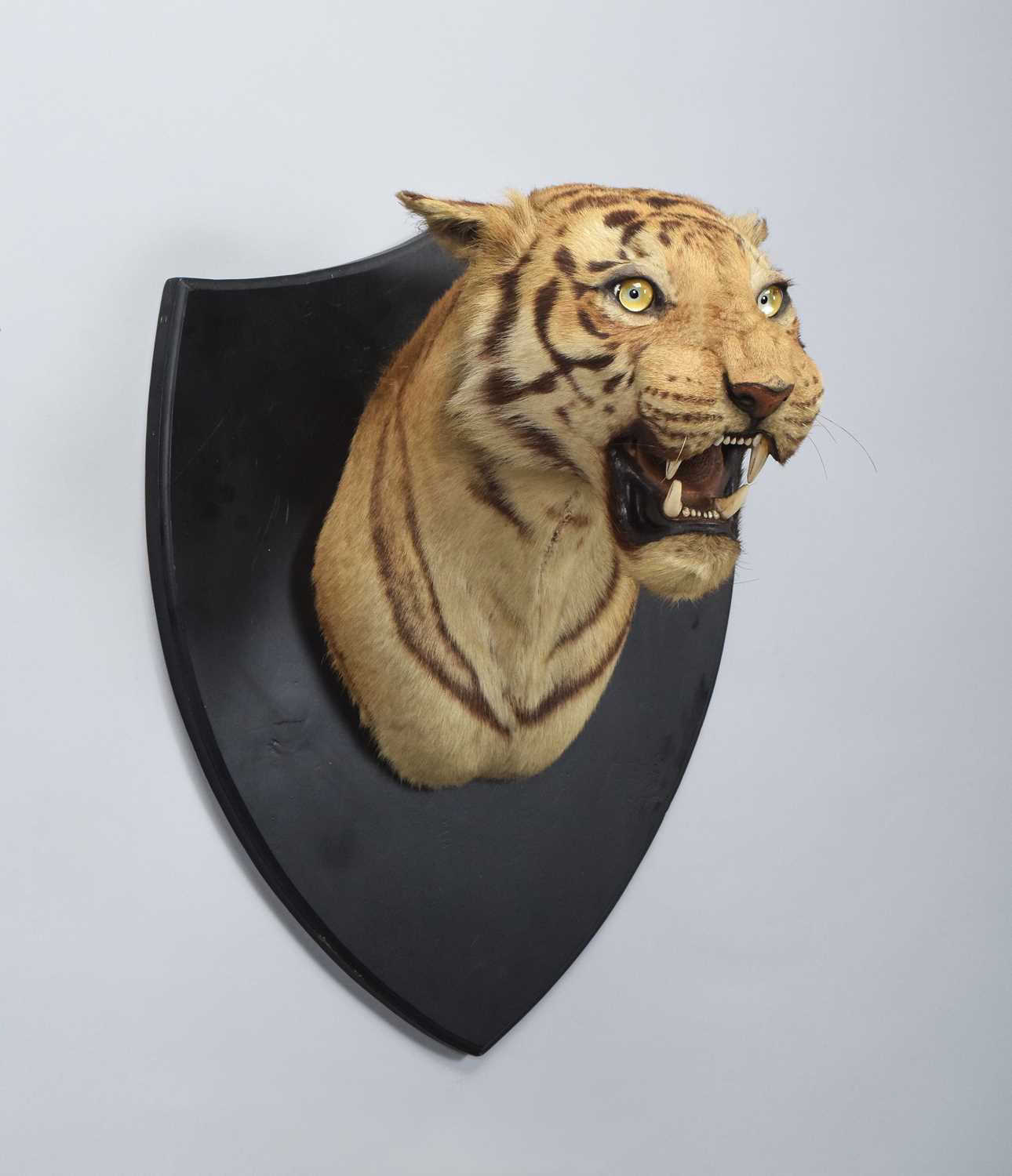 Taxidermy: Bengal Tiger (Panthera tigris tigris), dated April 29th 1936 ...