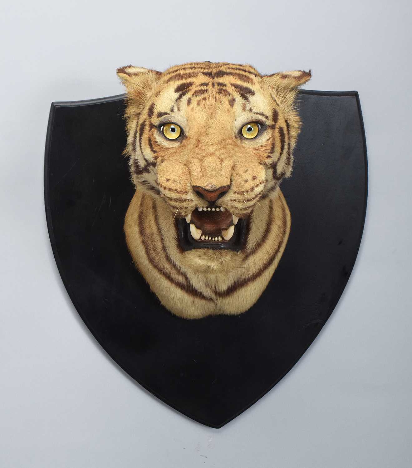 Taxidermy: Bengal Tiger (Panthera tigris tigris), dated April 29th 1936, by Van Ingen & Van Ingen