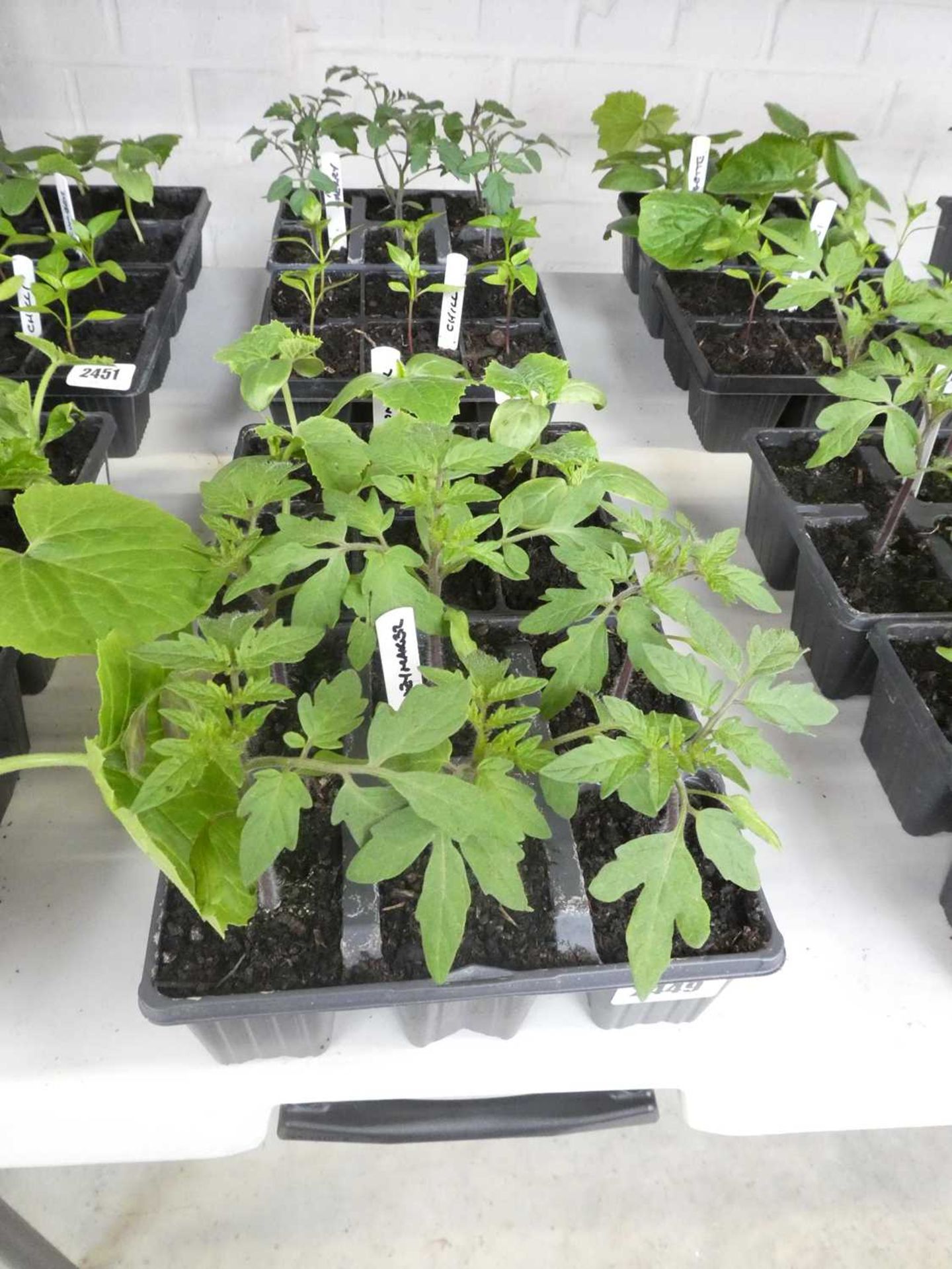 2 trays containing 6 Money Maker tomato plants with 6 cucumber plants
