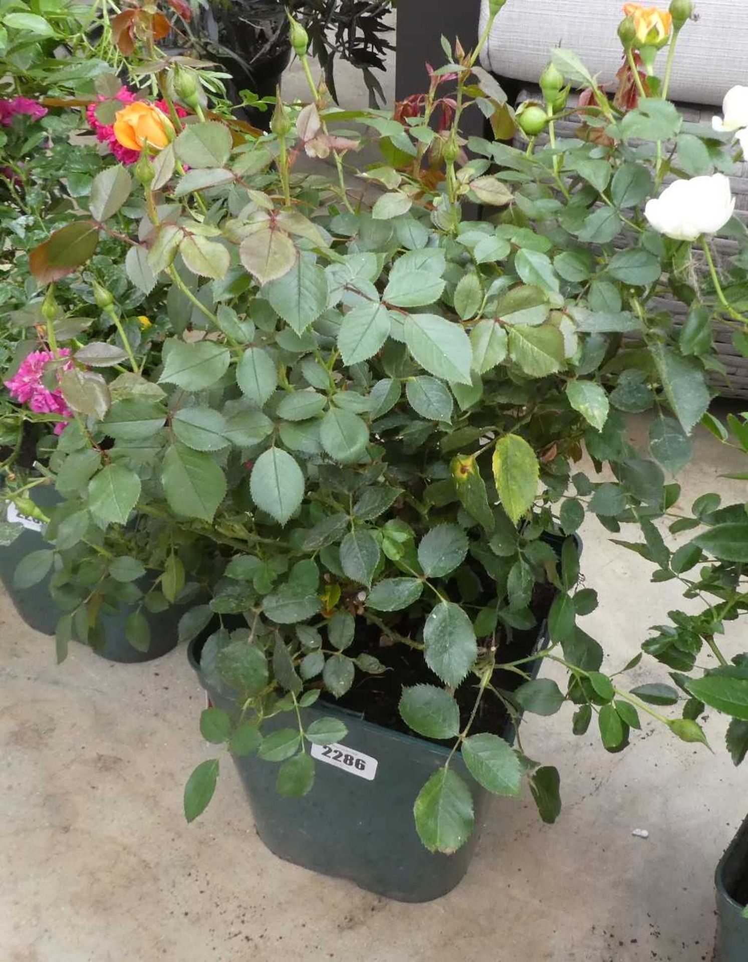 { Choice of lots: 2286 } 1 potted 'Wildfire' rose shrub