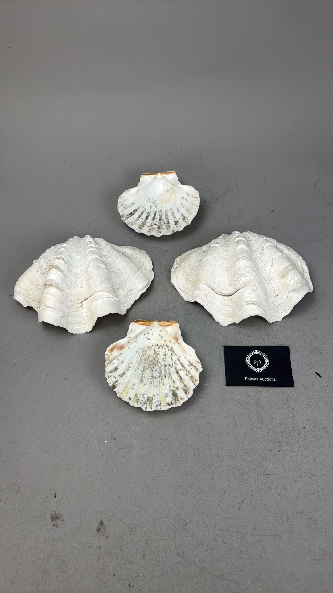 Set of four large natural seashells, comprising two scallop shells and ...