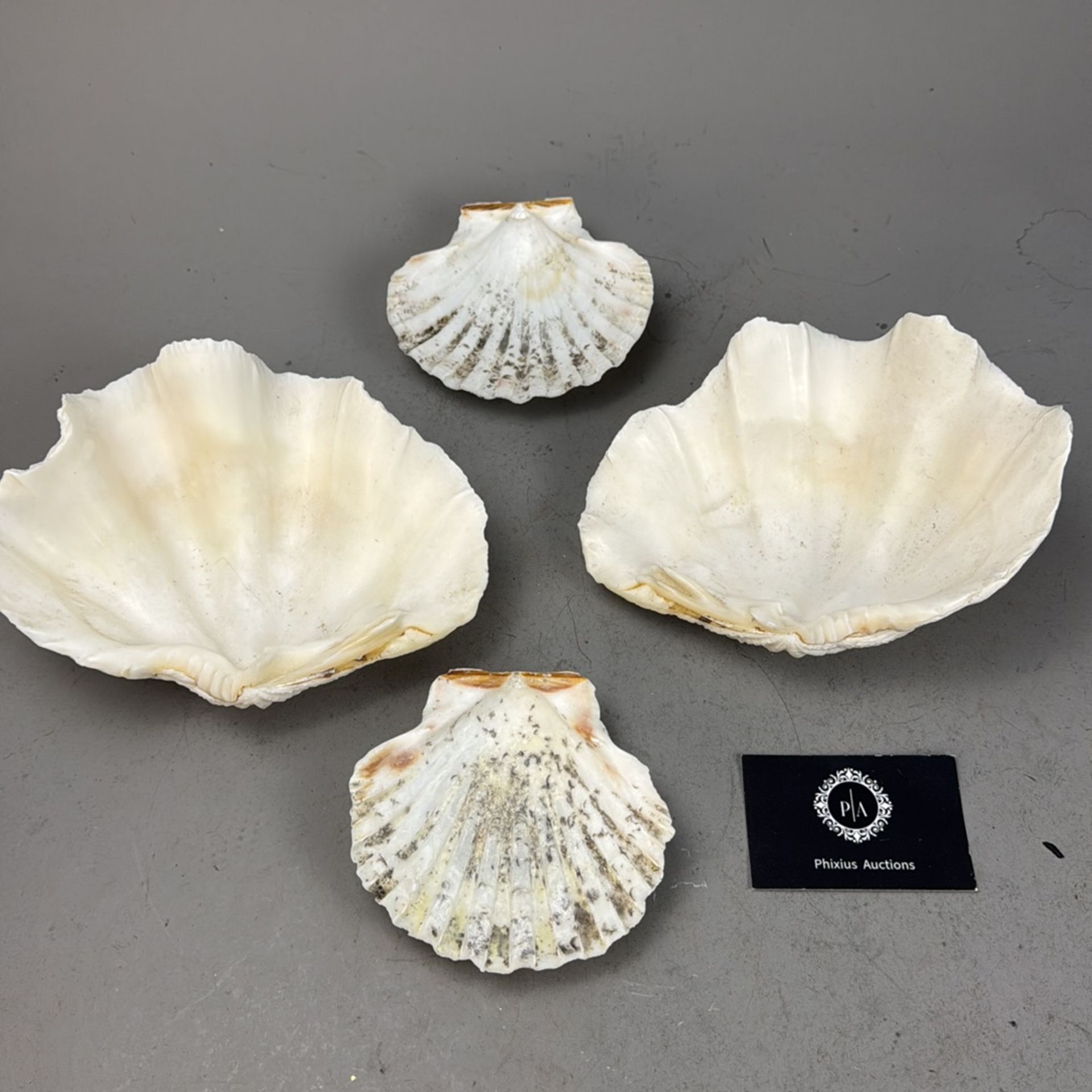 Set of four large natural seashells, comprising two scallop shells and ...