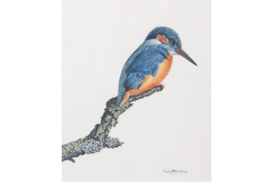 *RICHARD TAMBLING (20TH CENTURY) 'Kingfisher'signed lower right ...