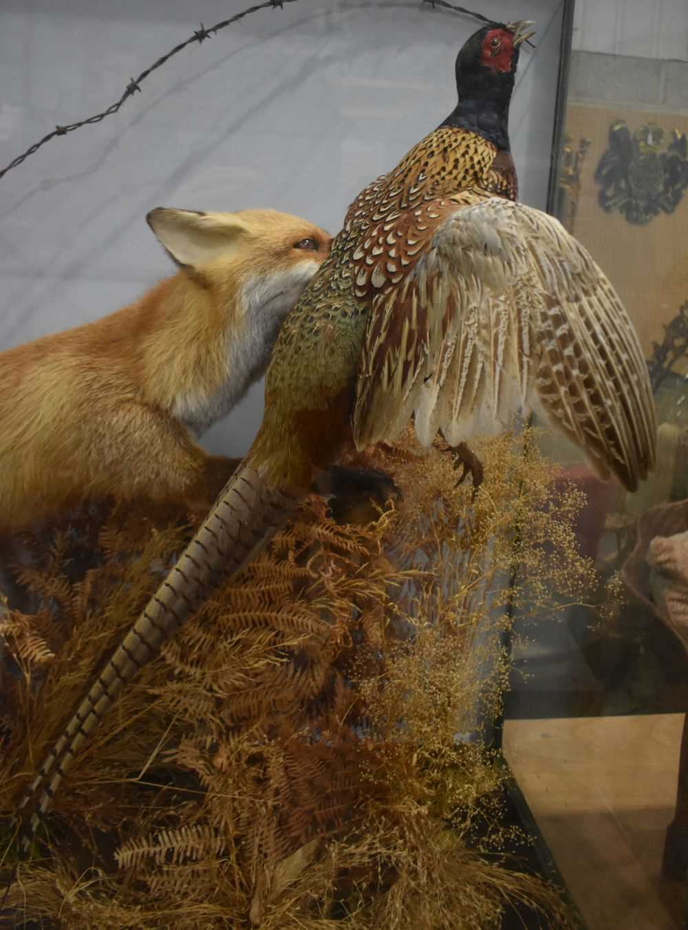 A huge cased fox and pheasant cased taxidermy 103 x 103 x 52cm.