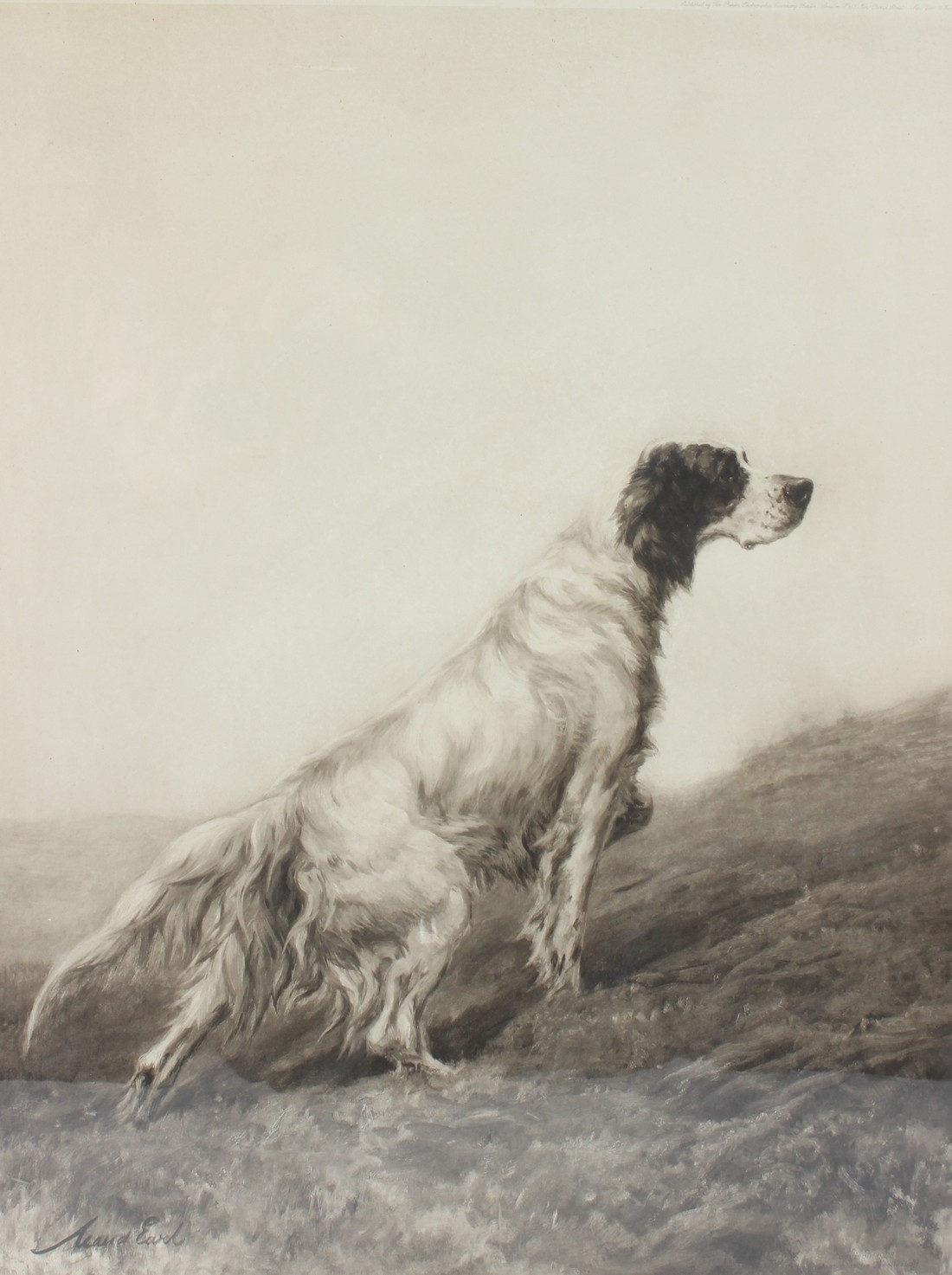 AFTER MAUD EARL Setter hound on a moor large format photogravure pub ...
