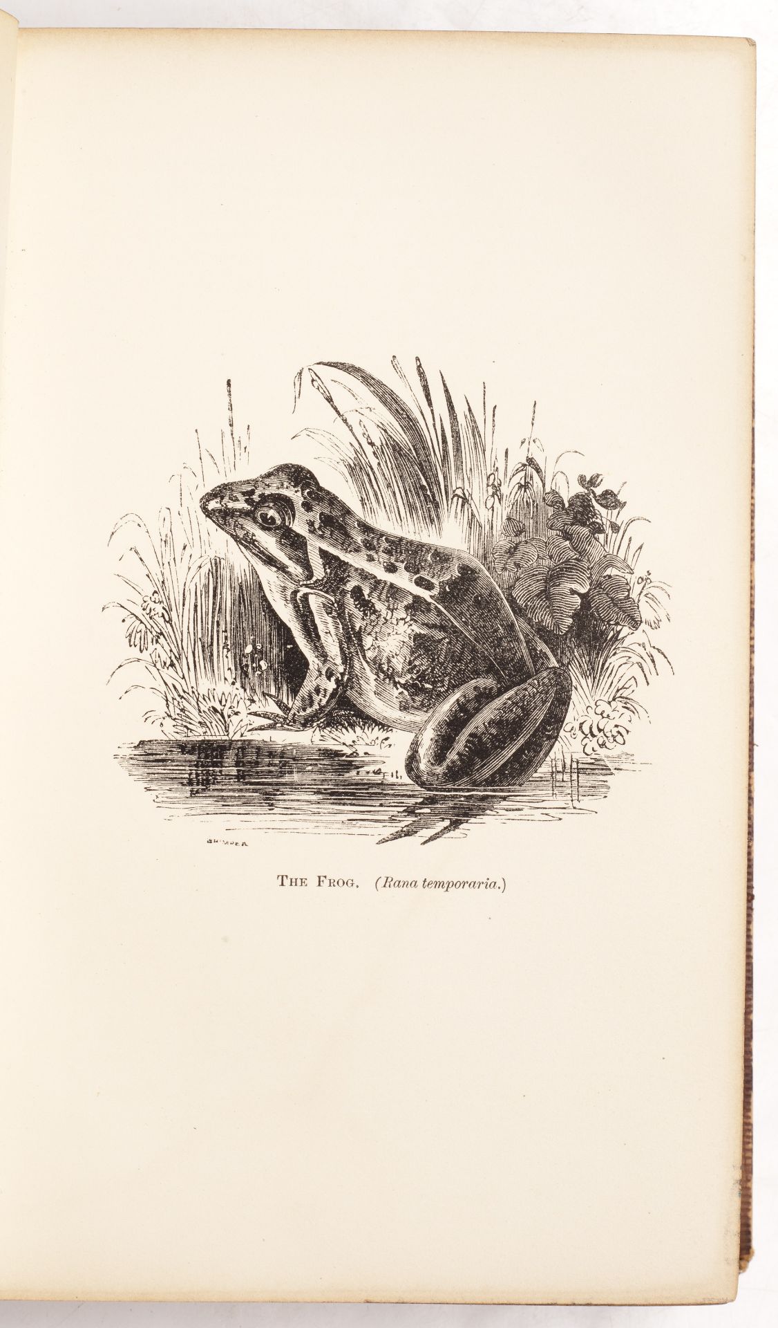 White (Rev. Gilbert), 'The Natural History of Selbourne', Edward Jesse ...