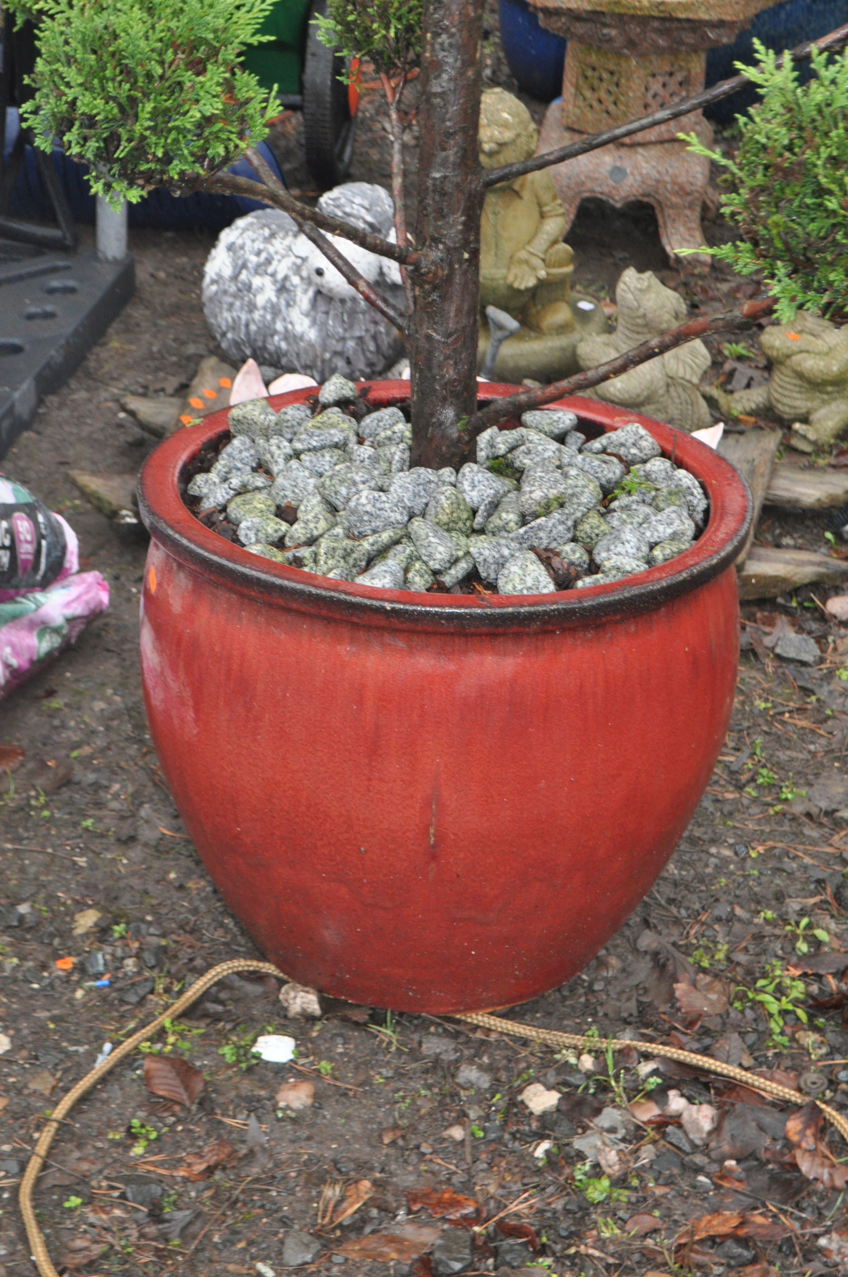 A LARGE RED GLAZED PLANT POT with a topiary conifer planted, 52cm in ...