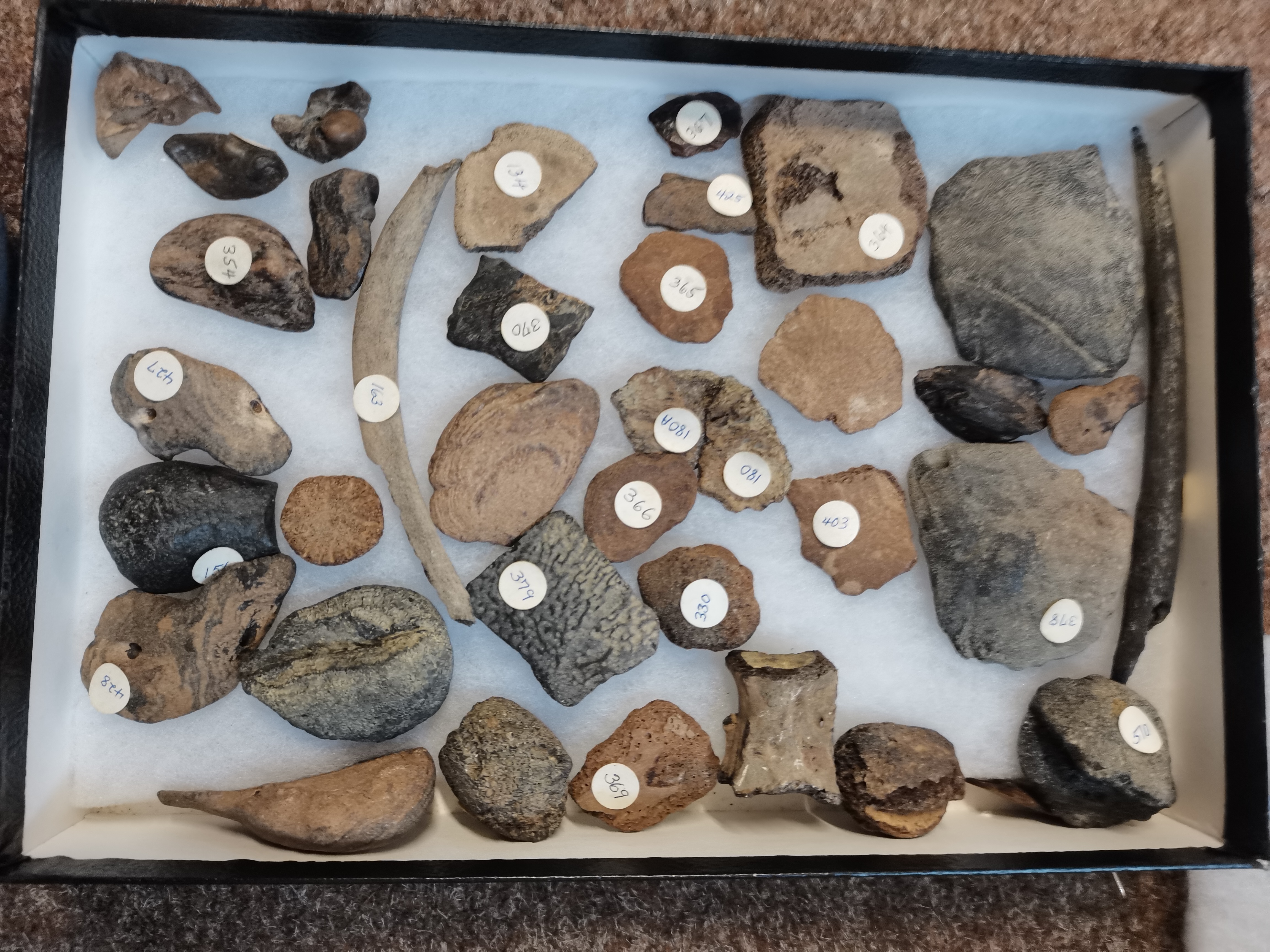 Large collection of fossils and metal detector findings