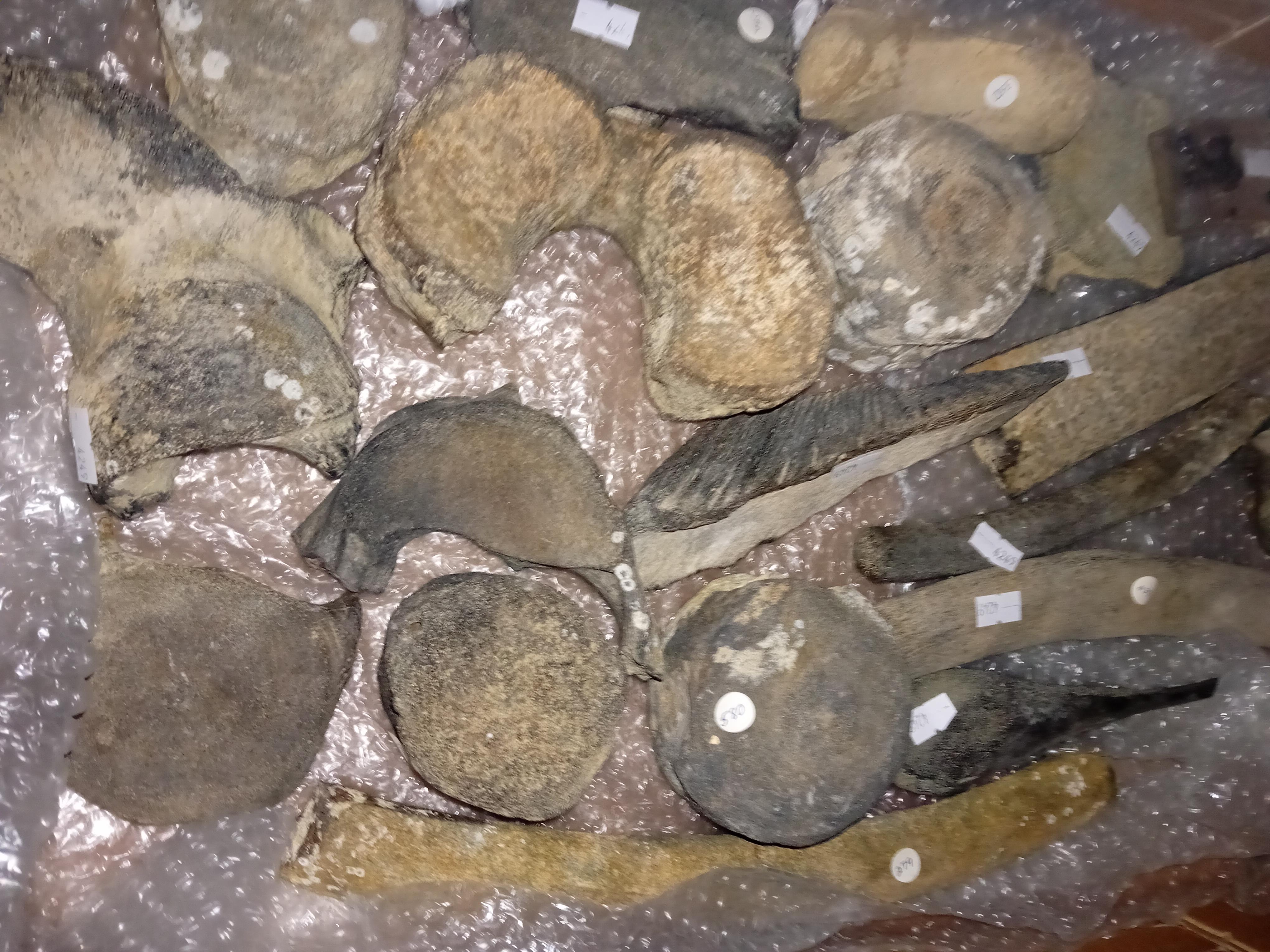 Large collection of fossils and metal detector findings