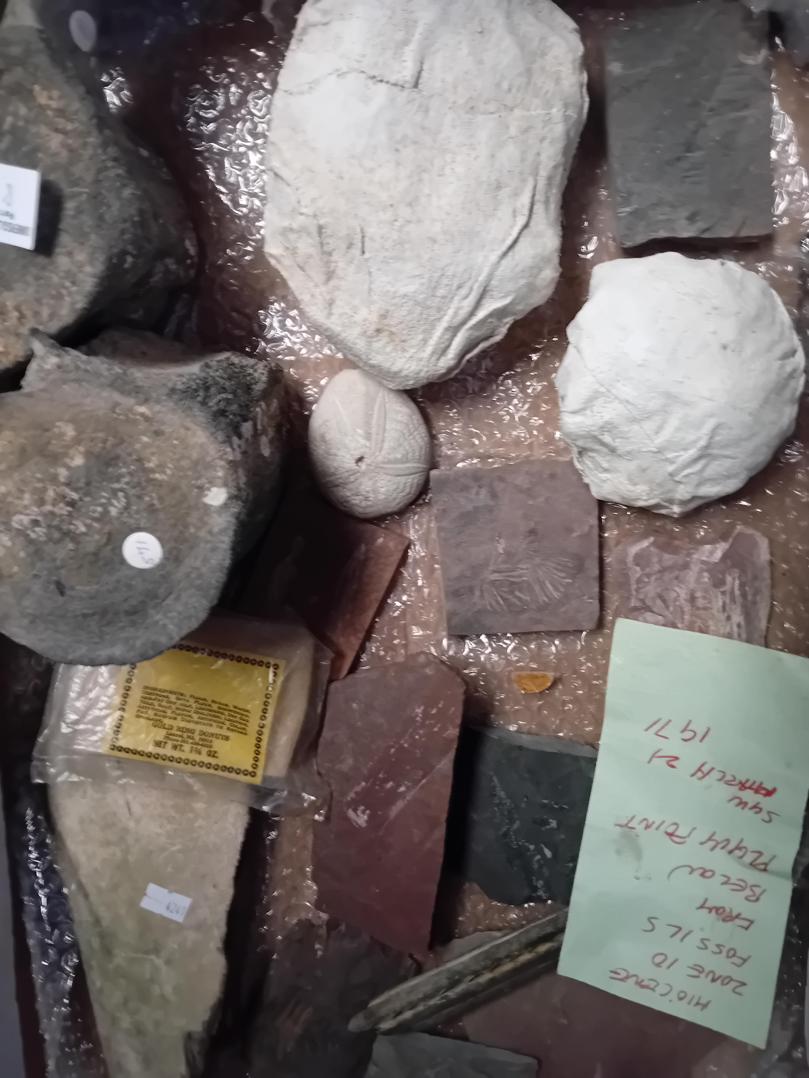 Large collection of fossils and metal detector findings
