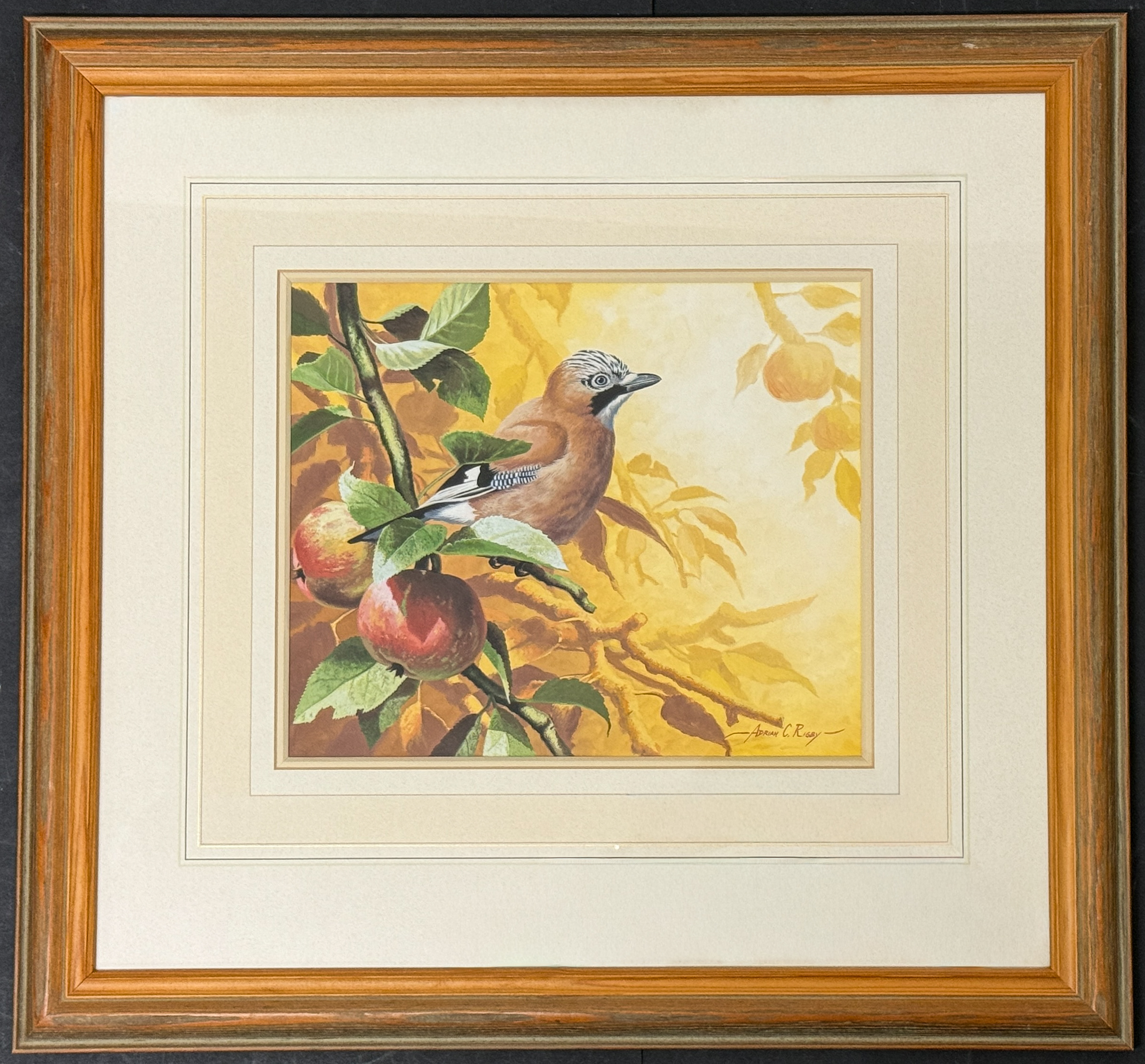 Adrian C. Rigby (British, b.1962) Study of a jay on sunlit apple branch ...