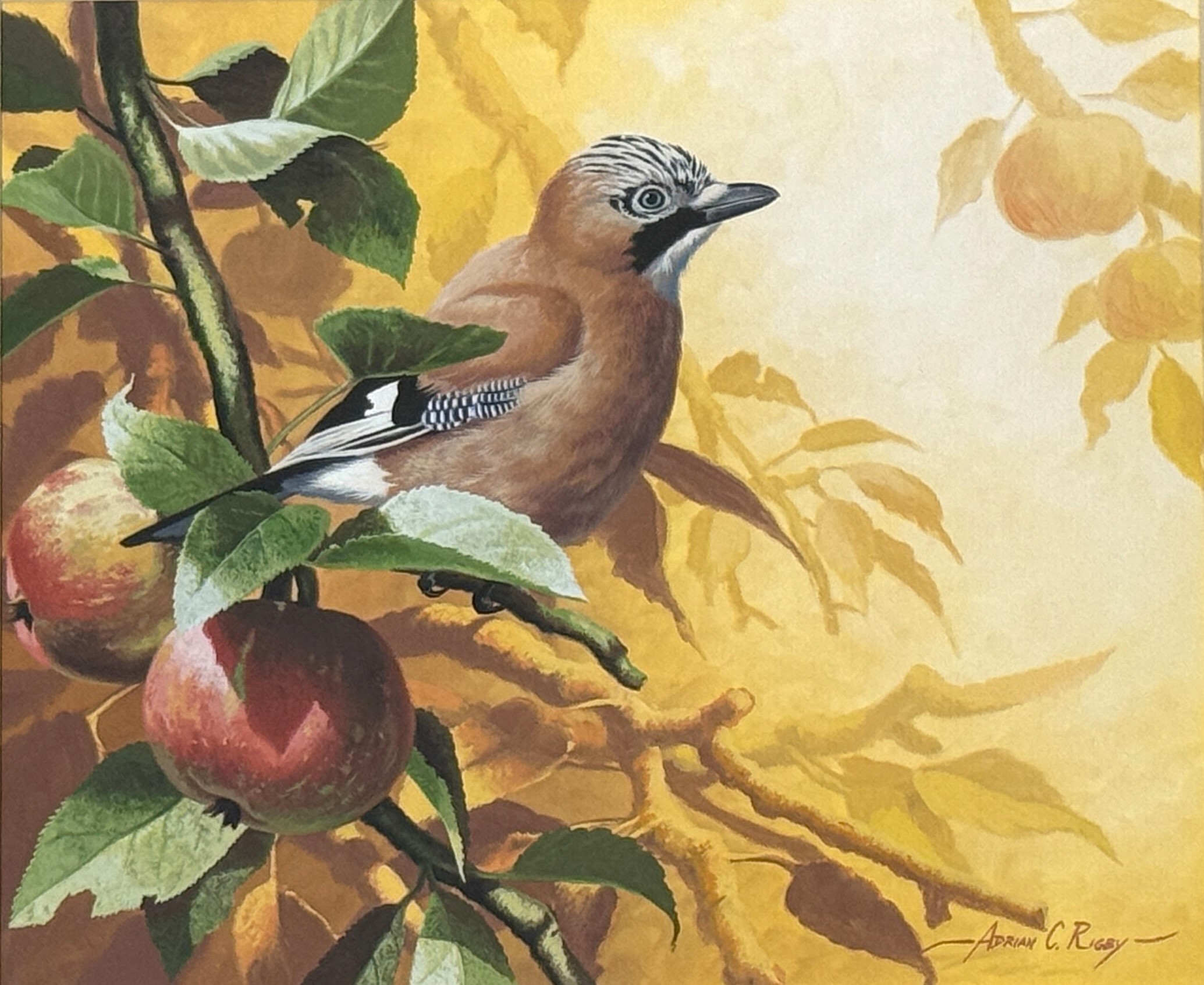 Adrian C. Rigby (British, b.1962) Study of a jay on sunlit apple branch ...